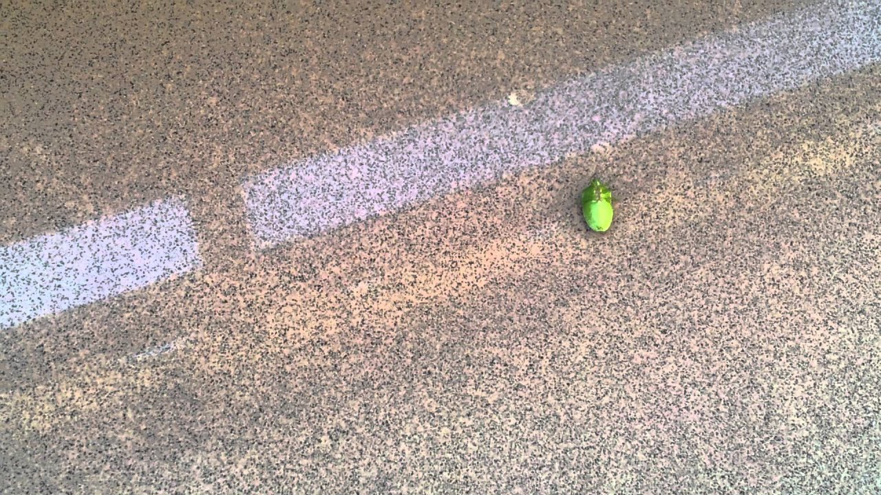 Green Stink Bug Breakdancing - Dans Eden Böcek - YouTube