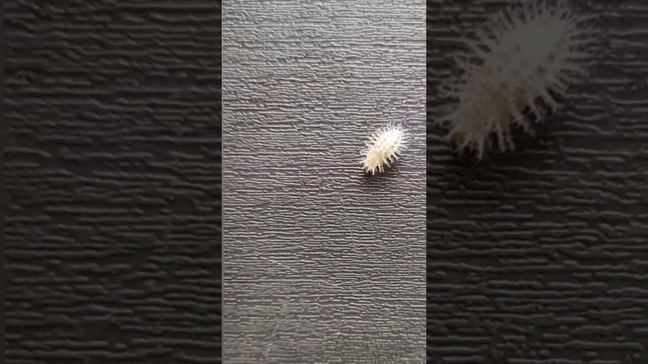 Uod | garschannel Official #short #animals #love - YouTube