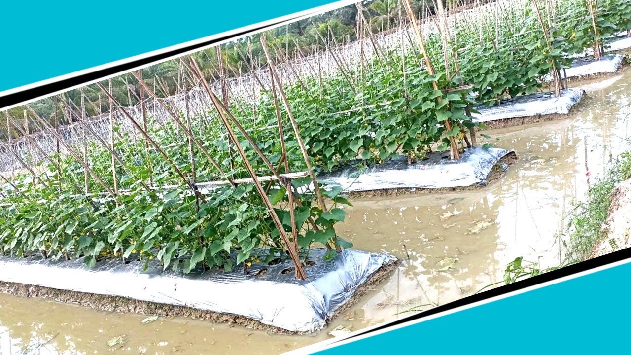 LANJARAN TIMUN || penjelasan detail - YouTube