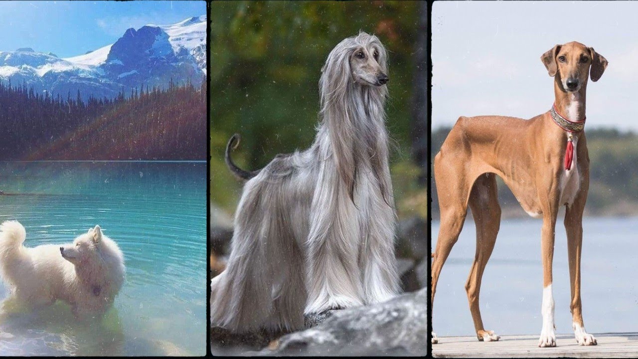 Top 10 Most Expensive Dog Breed - YouTube