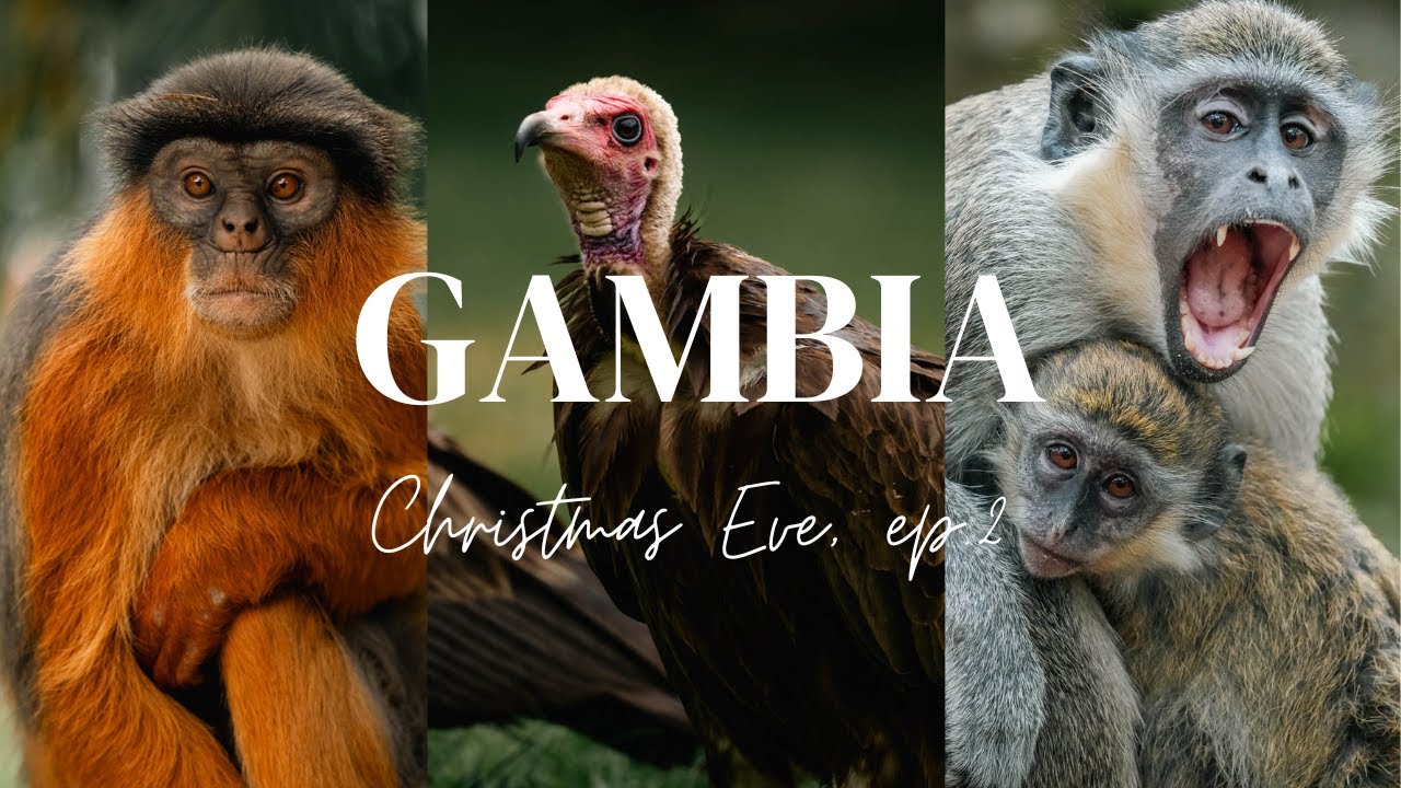 WIGILIA W GAMBII.. ALE NIE MOJA! MONKEY FOREST I.. SPECYFICZNA ...