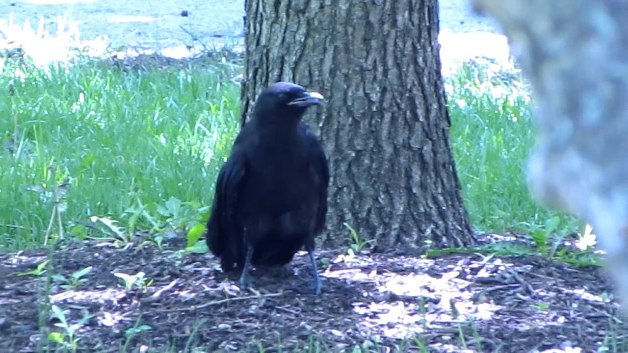 Fledgling Crow Weaning Day - YouTube