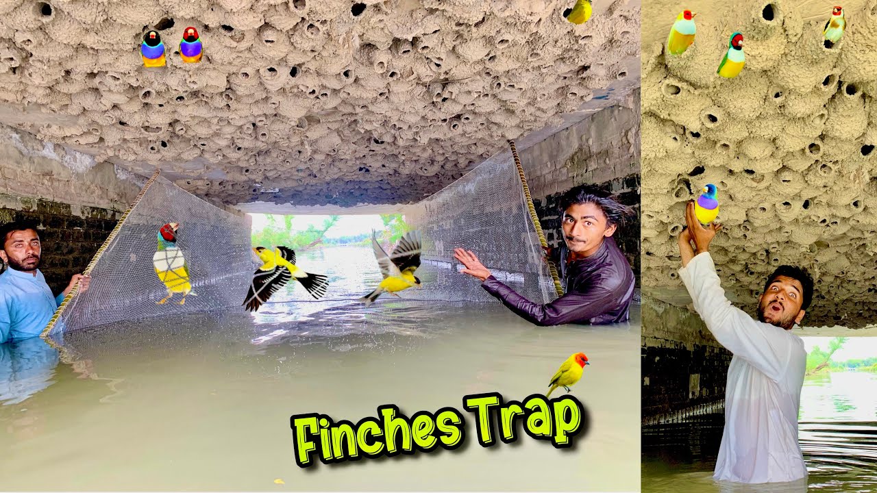 Finches Trap in water pull in canal// Shughal mela pet house 🏡 - YouTube
