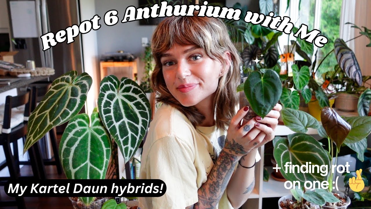 potting my anthurium into a super chunky mix (kartel daun haul update!) - YouTube