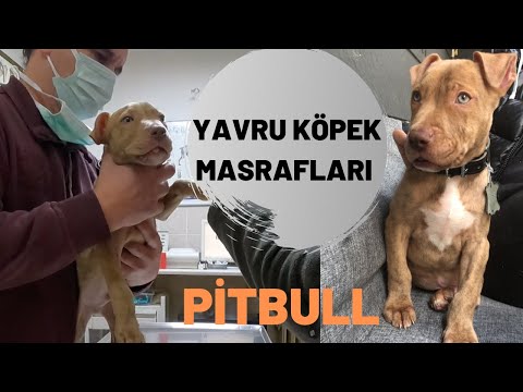 YAVRU KÖPEK MASRAFLARI VE TUVALET EĞİTİMİ #PİTBULL