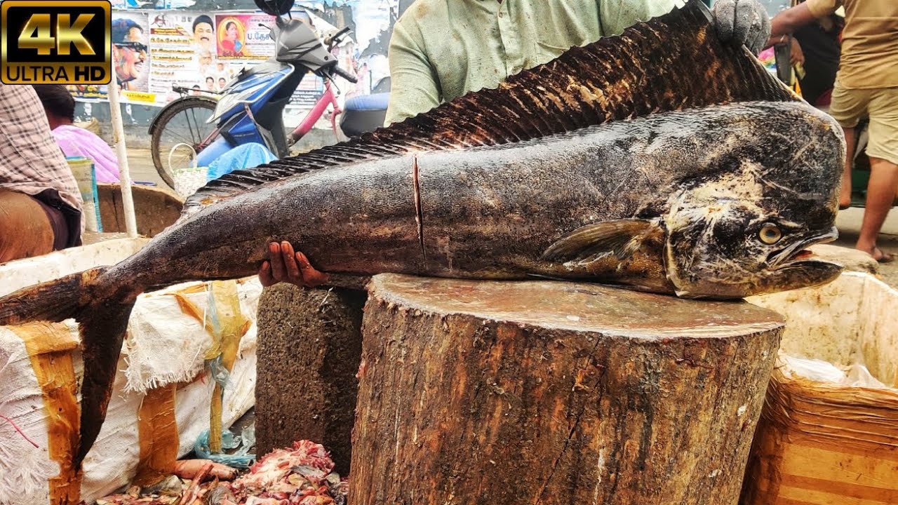 KASIMEDU 🔥 MR.ARUMUGAM | BIGGEST 😨 MAHI MAHI FISH CUTTING VIDEO | 4K ...