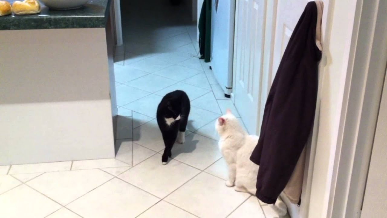 Cat sibling rivalry - YouTube