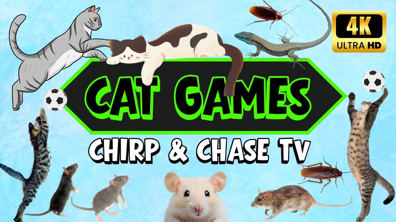 CAC-7454 CAT GAMES 4 HOURS 🐭🦎🪳 | 4K Nonstop Rat, Lizard & Insect Chase ...