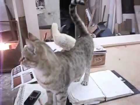 civciv ve kedi