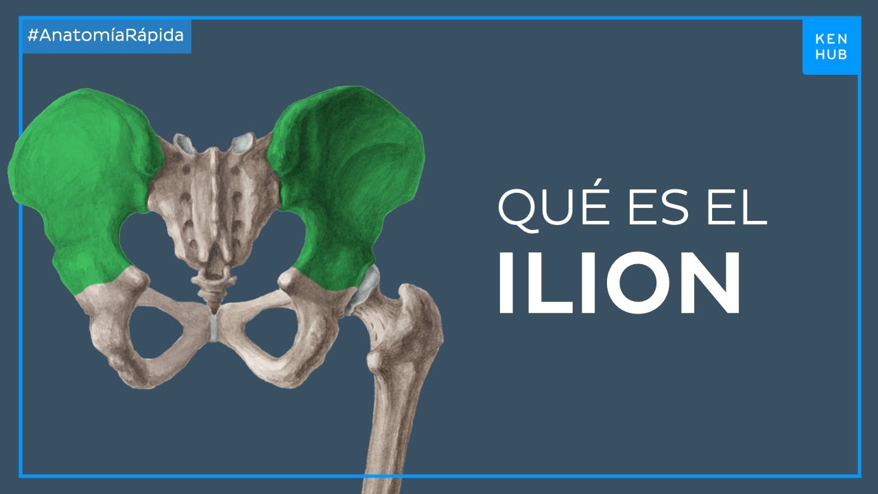 ¿Qué es el ilion? - Anatomía Fácil | Kenhub - YouTube