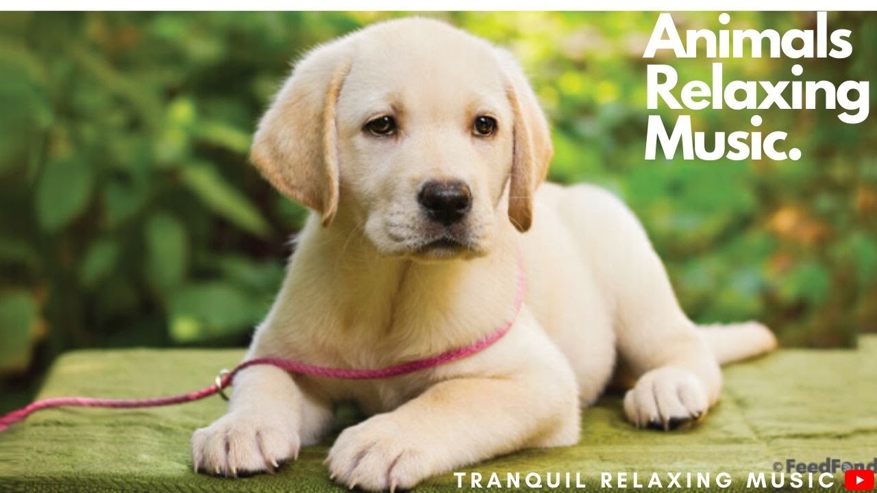Peaceful Relaxing Music, Animals love, Quite Mind , Morning Music ...