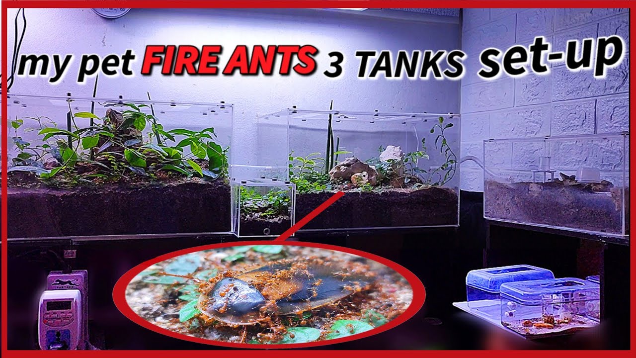 MASSIVE 3 YRS. OLD PET ANTS UPDATE! | D colony - YouTube