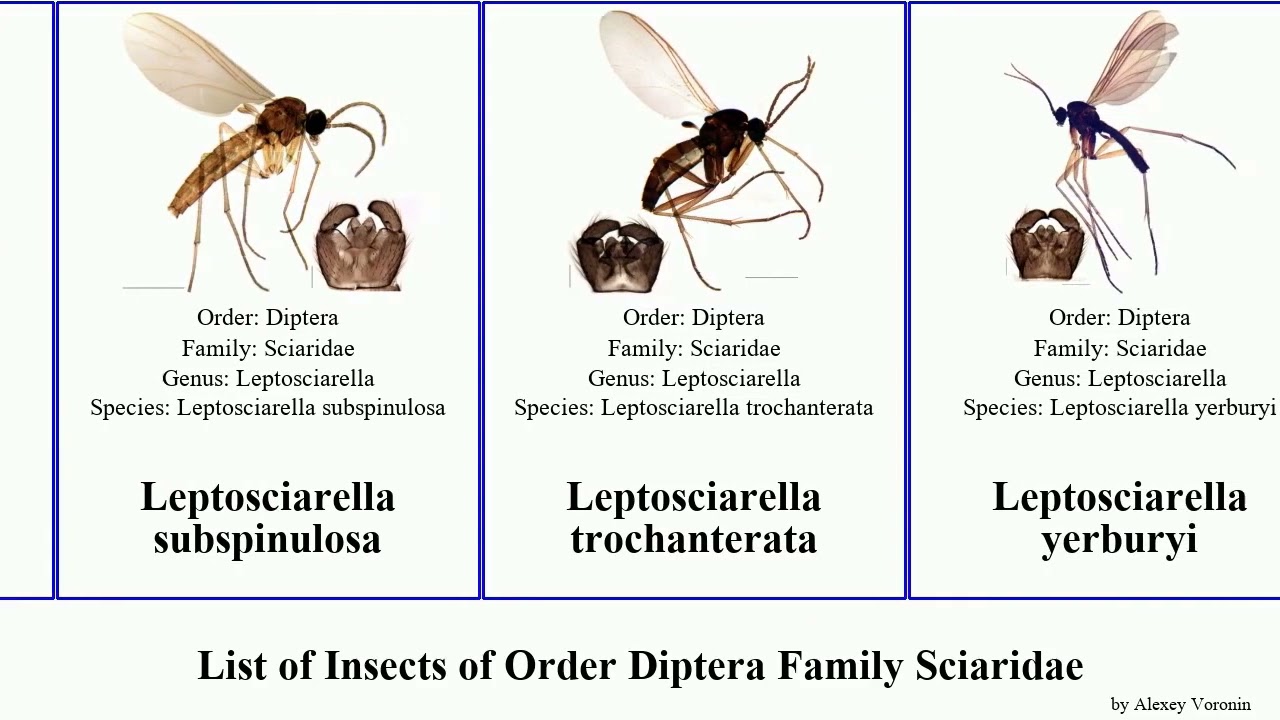 Diptera Families