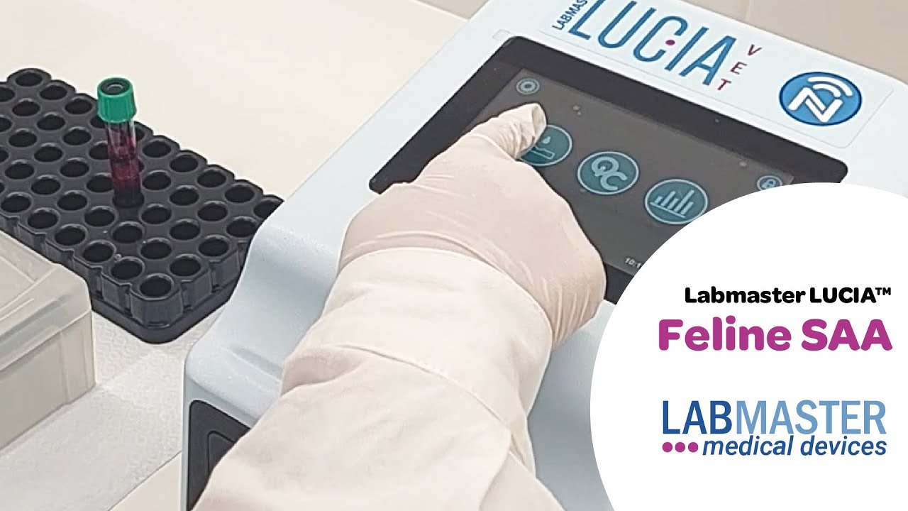 Perform the Labmaster LUCIA™ Feline SAA test - YouTube