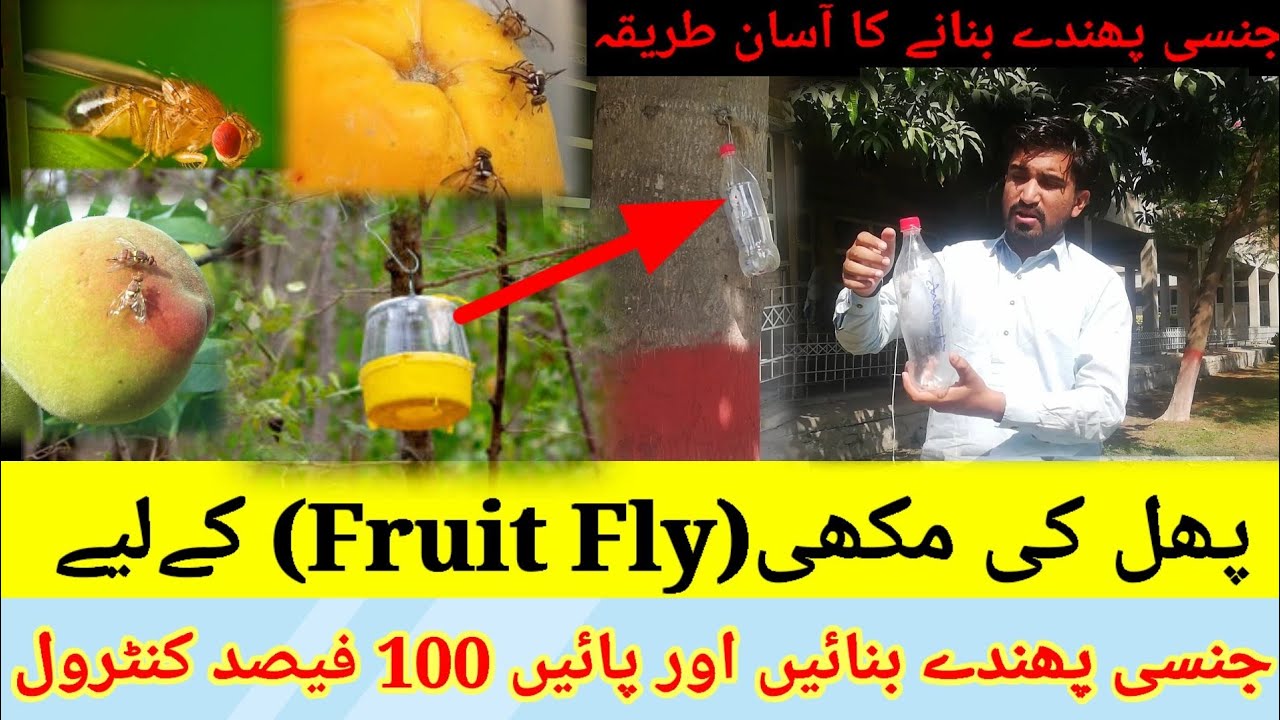 World greatest fruit fly trap || home made fruit fly trap || use of ...