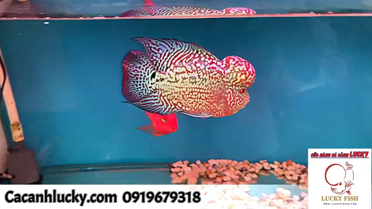 King kamfa vip - 0919679318 - YouTube