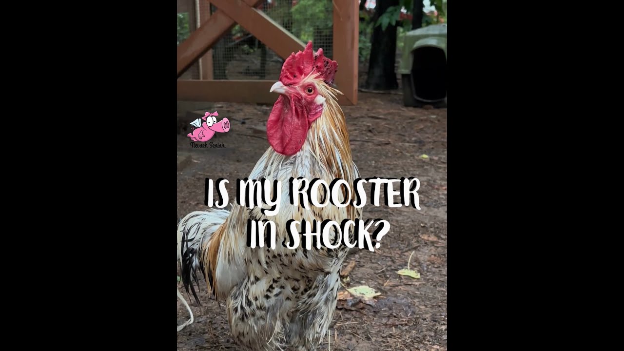 Farm Episode 101: Did My Rooster Get Struck By Lightning? - YouTube