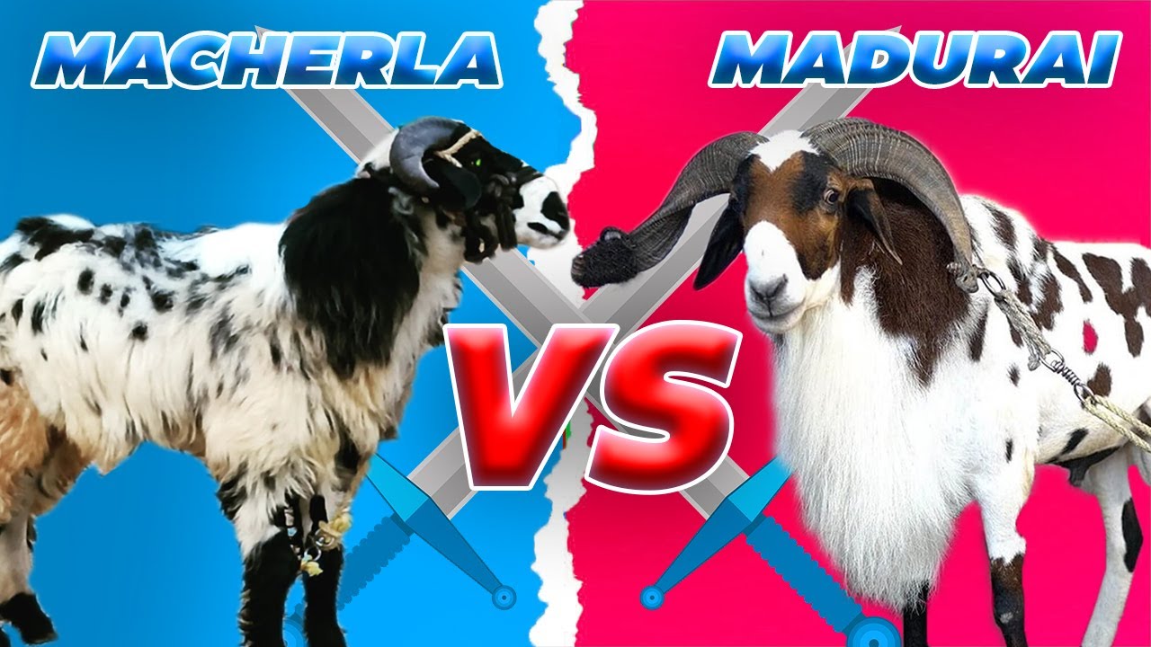 MACHERLA VS MADURAI SHEEP BREED COMPARISON - YouTube