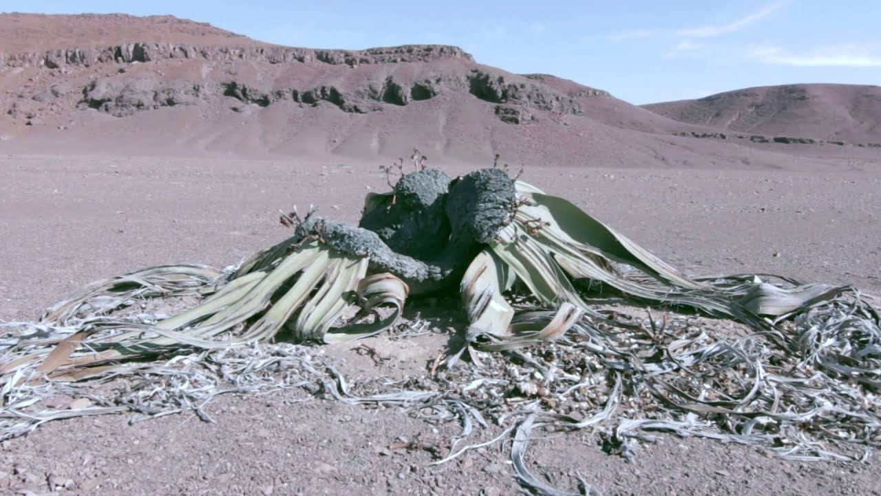 Skelettküste - NAMIBIA - YouTube