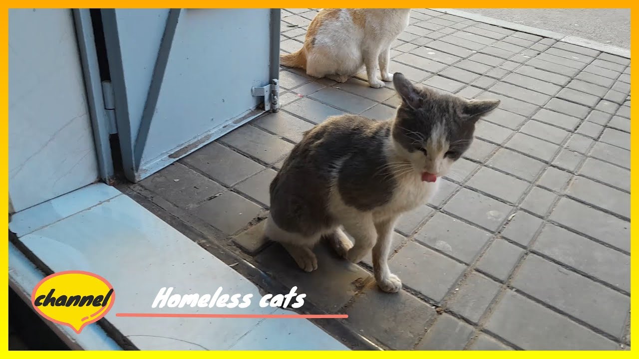 A homeless male cat, whose homelessness has affected him so much that ...