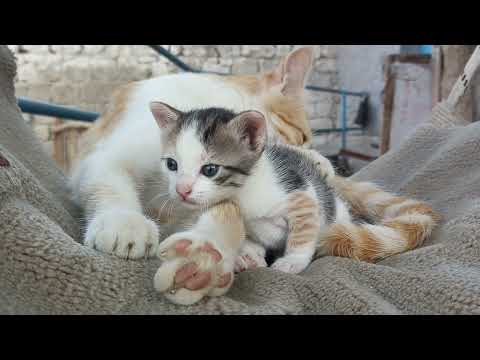 Sevimli yavru kedi ve annesinin salıncak keyfi || Cute cats / Cat videos