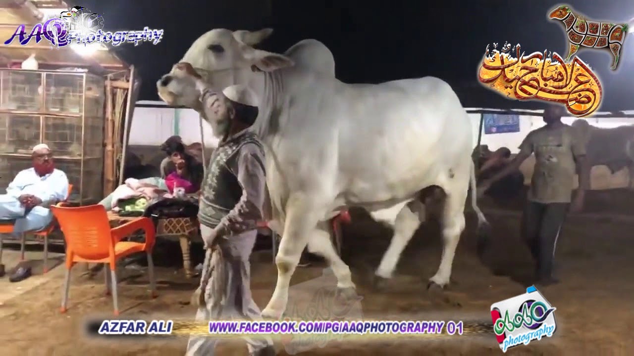 QURBANI COWS 8 - YouTube