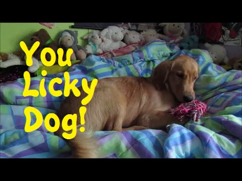 YOU LICKY DOG! (May.10-May.16) - YouTube