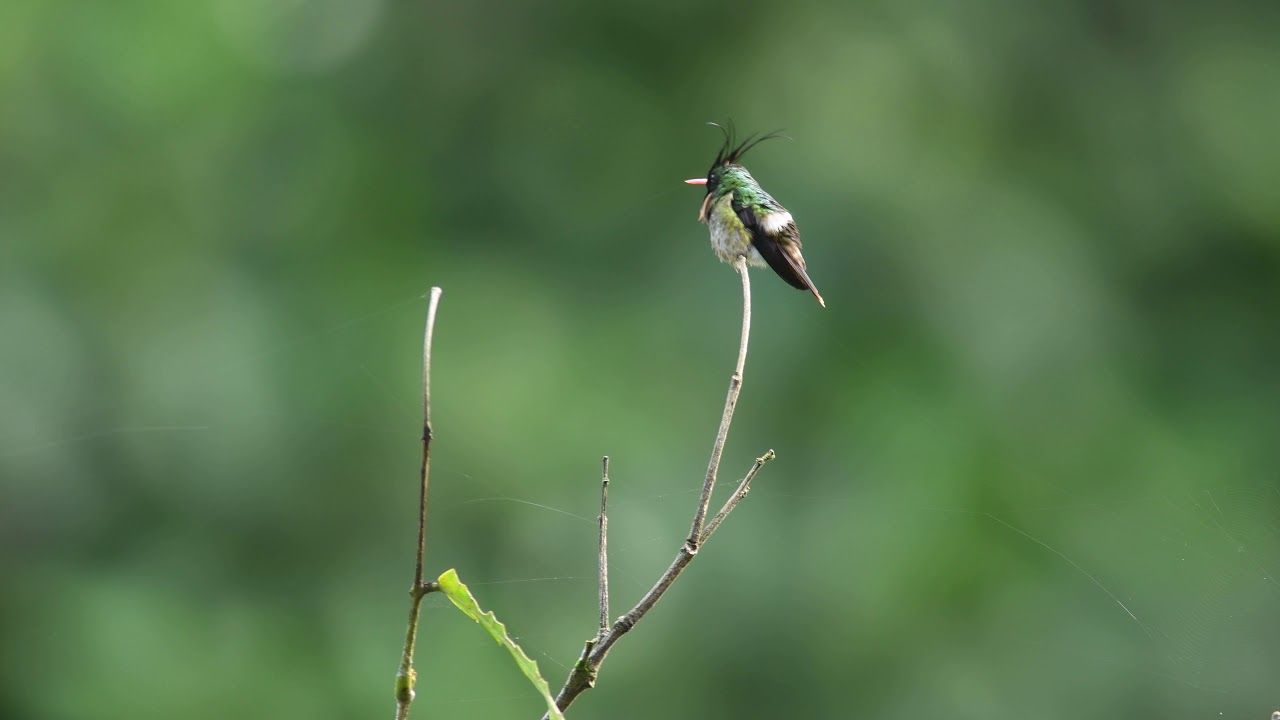 Black-crested Coquette male - YouTube
