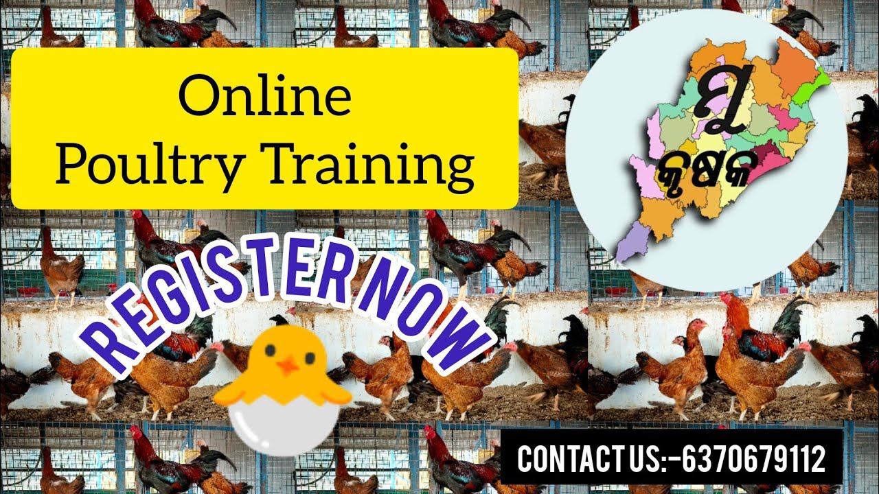 Desi kukuda training #online poultry training #mukrushaka - YouTube