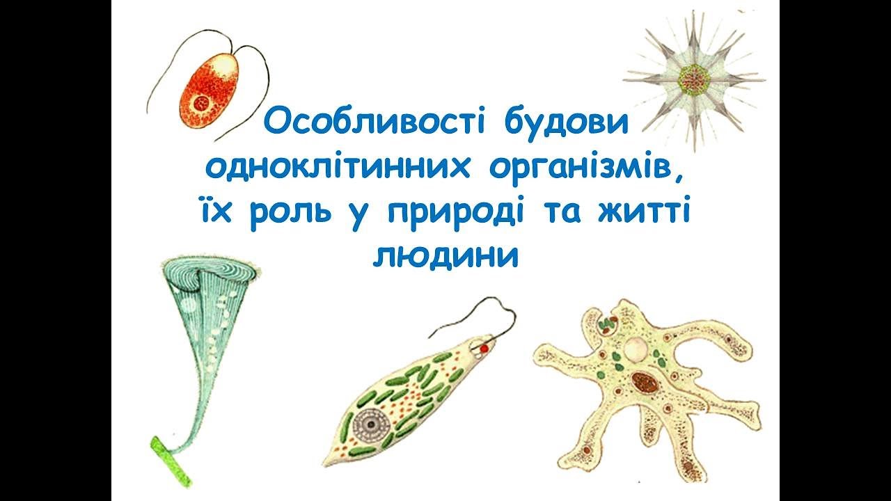 Особливості будови одноклітинних організмів роль у природі та житті