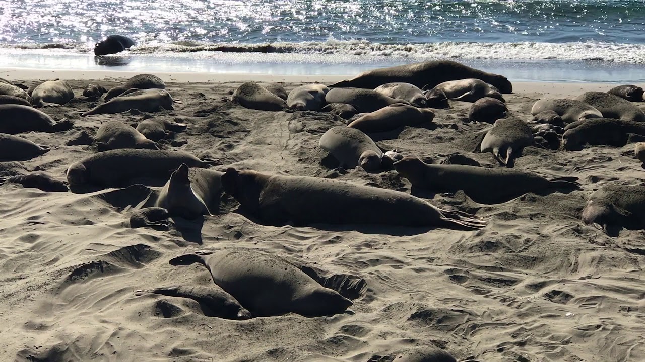Elephant Seals Screaming - YouTube