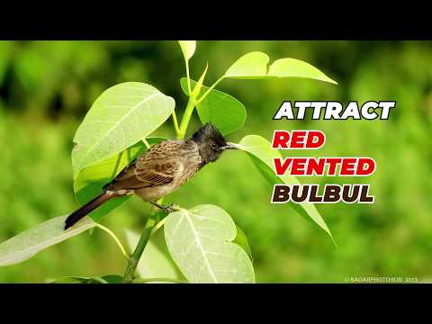 How does Red vented Bulbul Sound? | India bulbul call | Attract bulbul