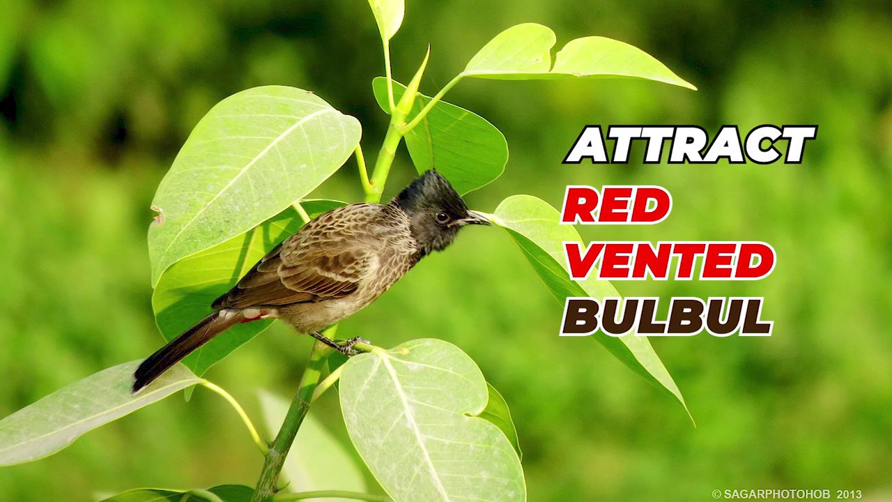 How does Red vented Bulbul Sound? | India bulbul call | Attract bulbul ...