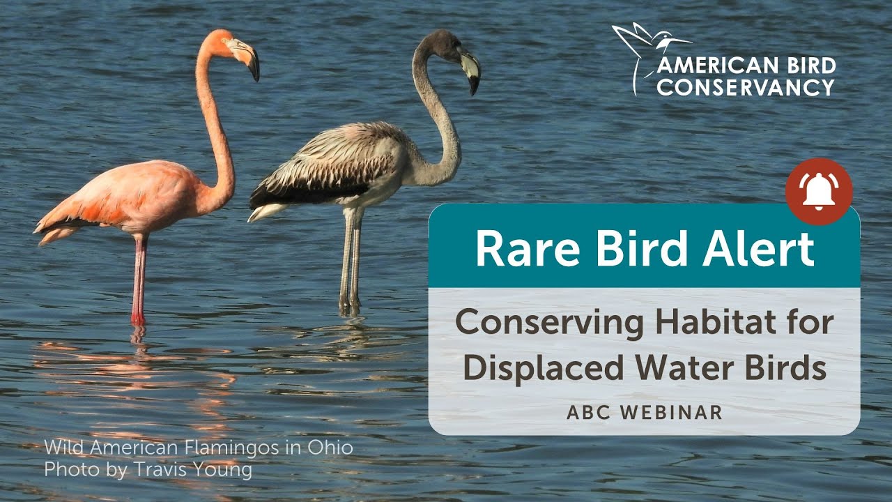 Rare Bird Alert: Conserving Habitat for Displaced Water Birds - YouTube