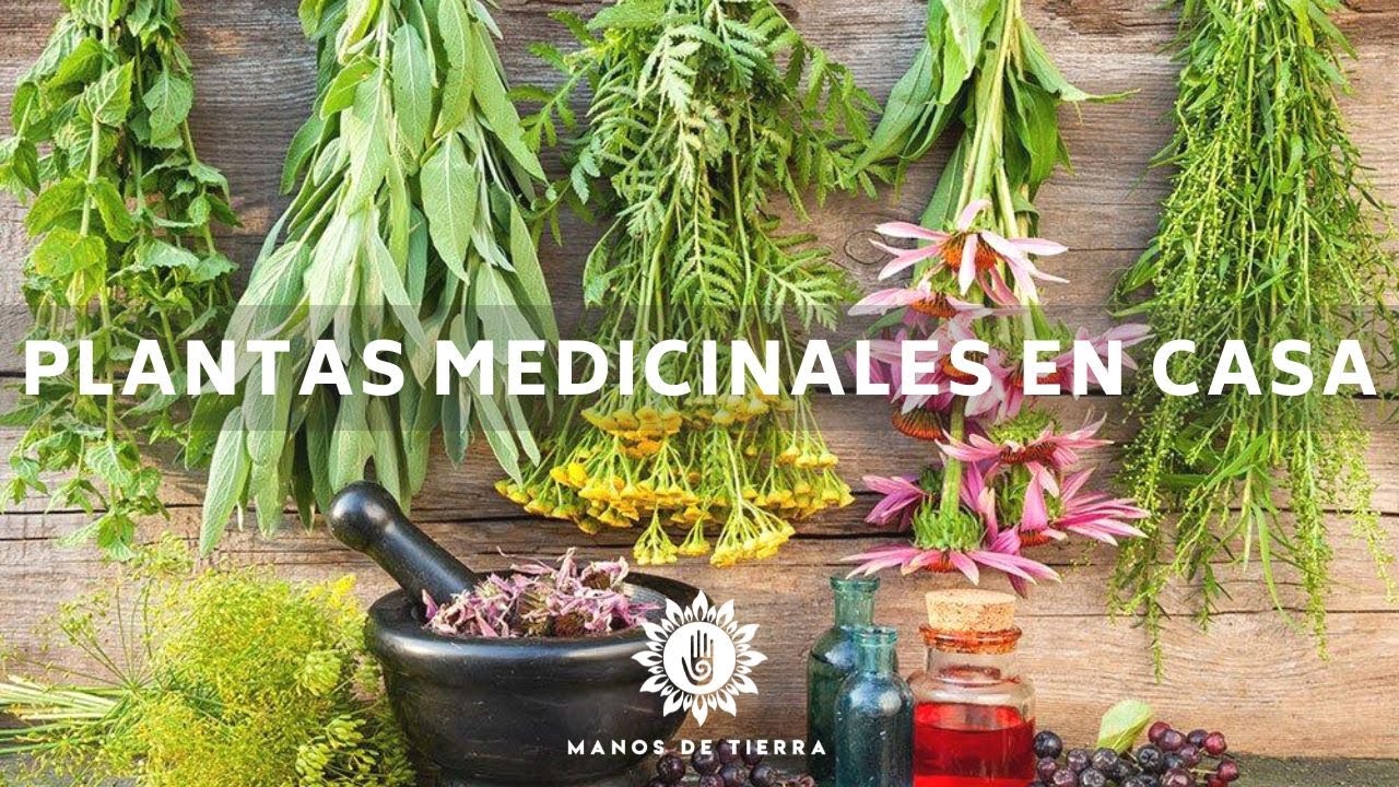 La Mejor Medicina Natural Que Debes Tener En Casa / Plantas Medicinales ...