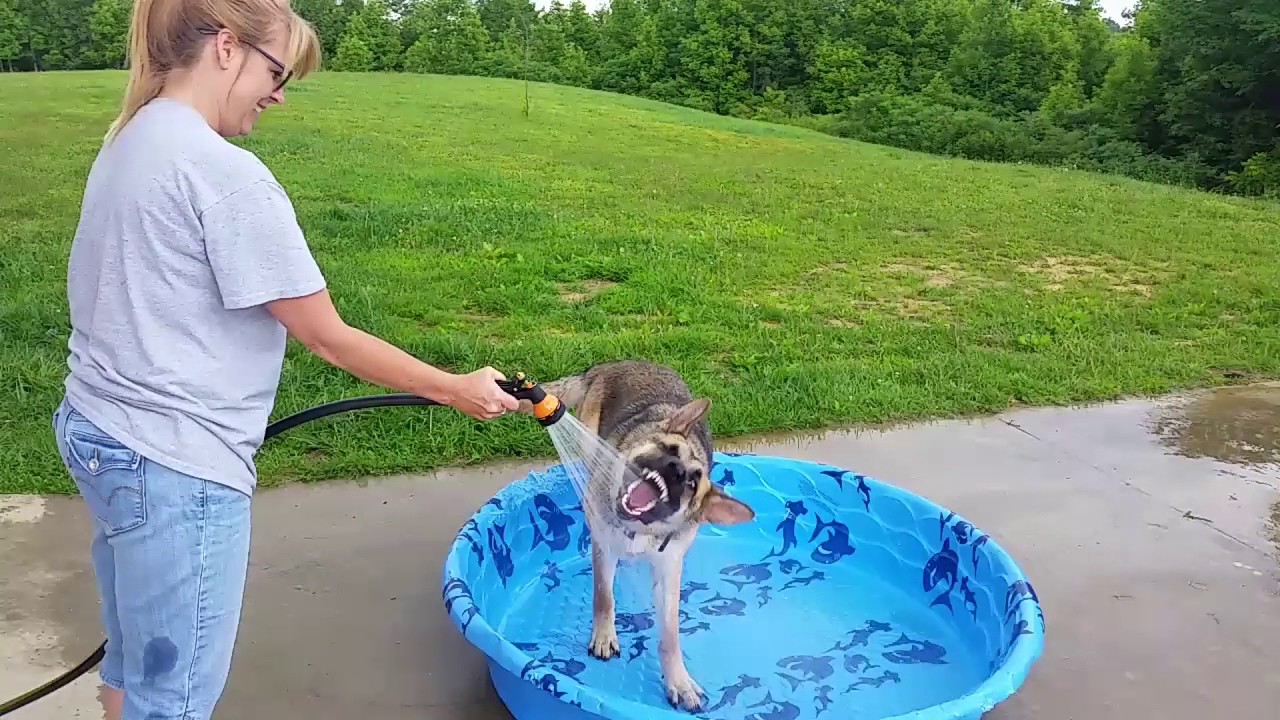 Dog biting water - YouTube