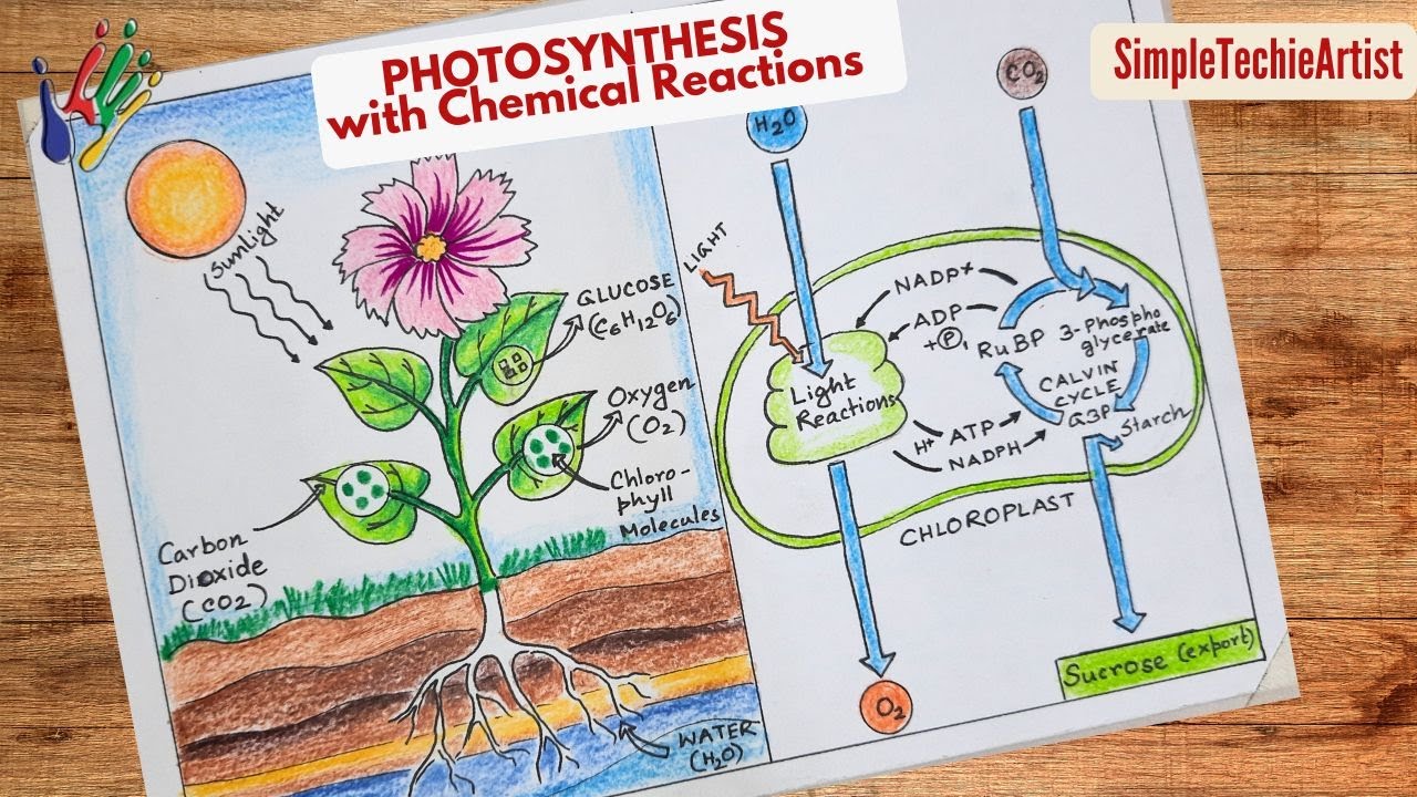 Process of Photosynthesis Diagram Drawing CBSE || Easy Way || Labeled ...