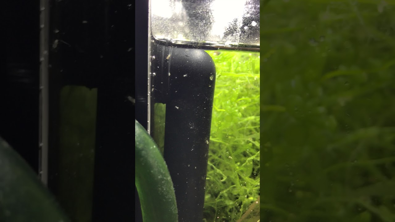 My hang on the back refugium - YouTube