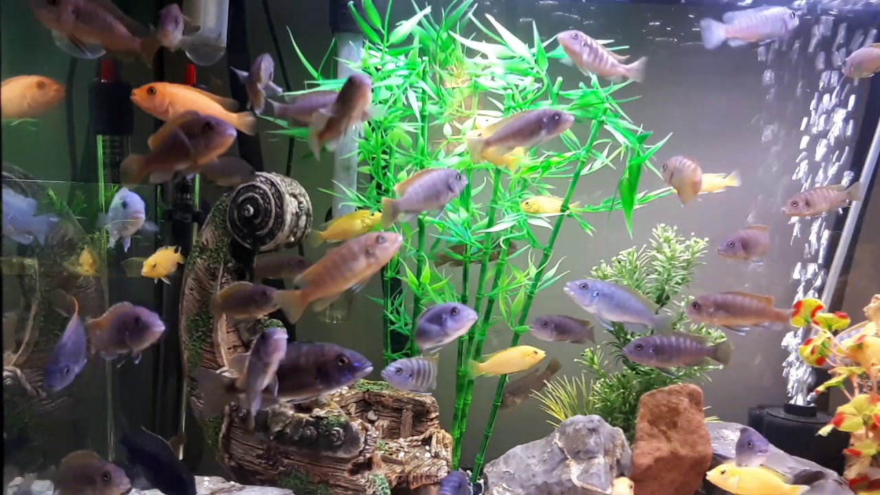 My fish tanks after H2O change - YouTube