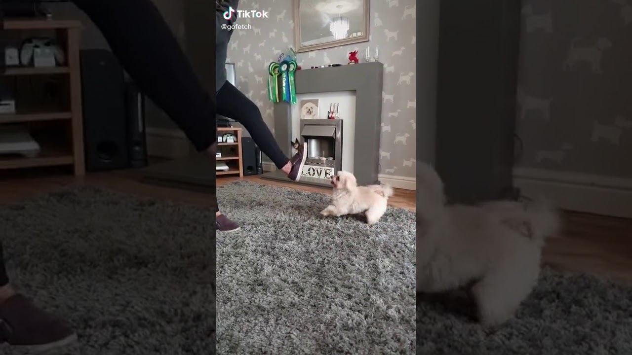 Cute puppy dog dance - YouTube