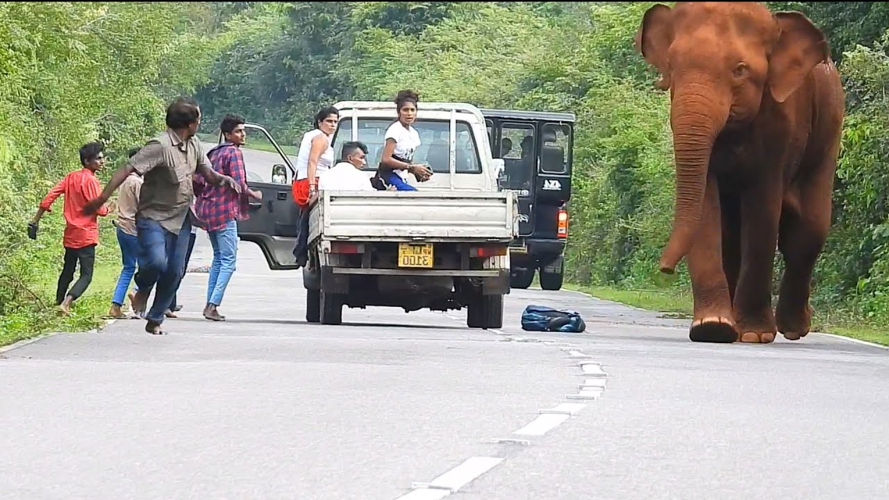 The emotional video of the fierce elephant attack scared people. - YouTube