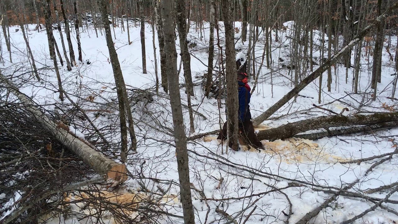 Cutting down some firewood - YouTube