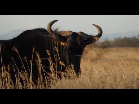 Die wildebees - YouTube