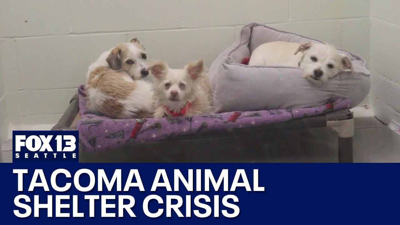 Tacoma animal shelter battling overcrowded kennels | FOX 13 Seattle ...