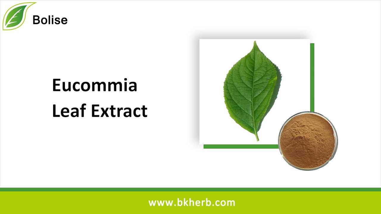 Supplements Comment - Eucommia Leaf Extract, Benefits, Suppliers, Sales ...