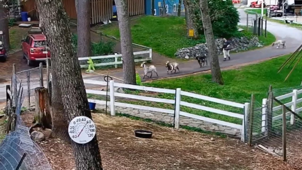 240516 Goats Go to the Yard at Lunchtime -Goldy's Farm (YT 1215) - YouTube
