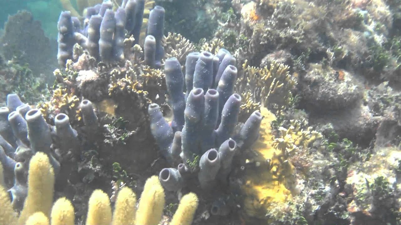 Hens and Chickens Reef Dive (HD) - YouTube