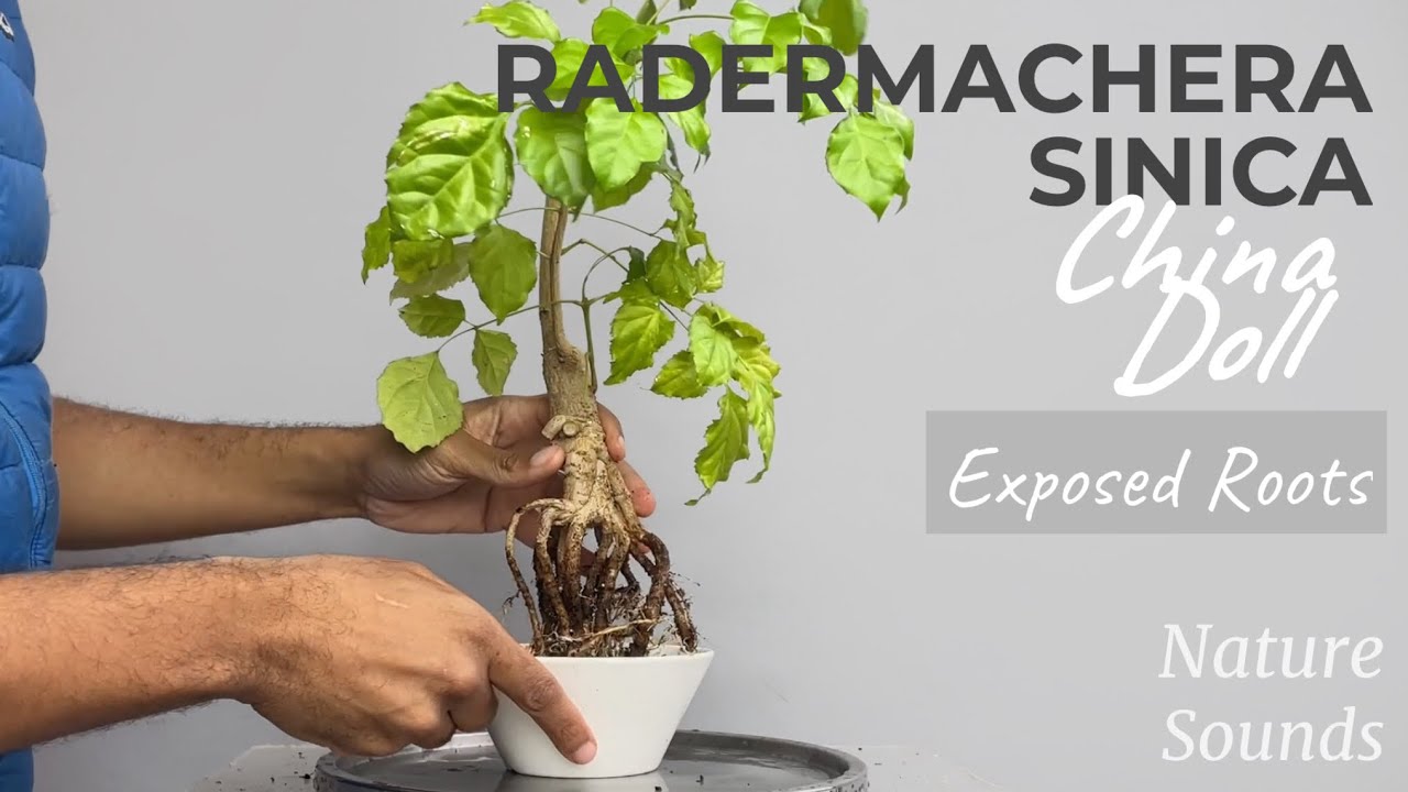 Repotting Exposed Roots Radermachera Sinica, China Doll, Oct2022 - YouTube