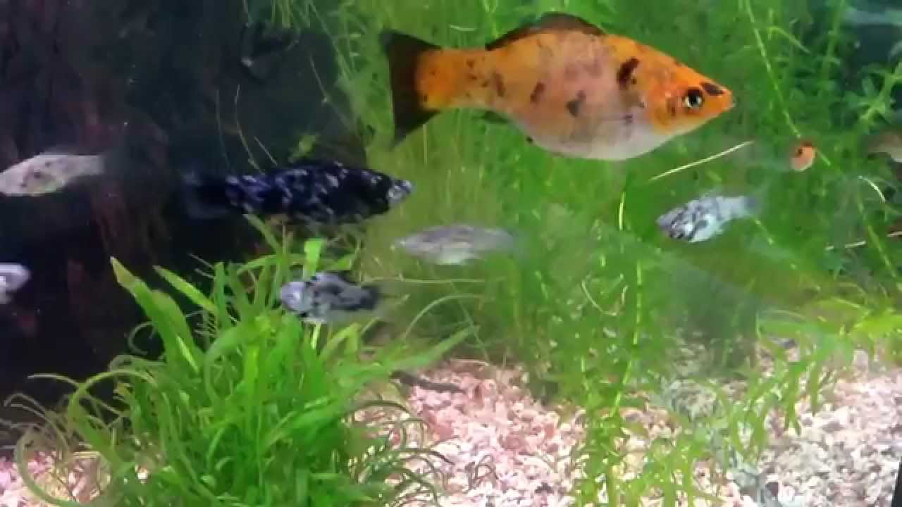 Baby Mollies - YouTube
