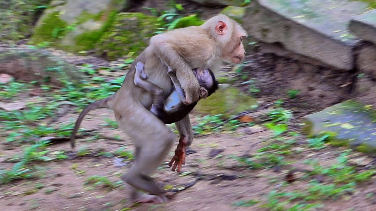 Chery bring baby Elayna from mom Ellen, Cute baby wildlife monkey ...